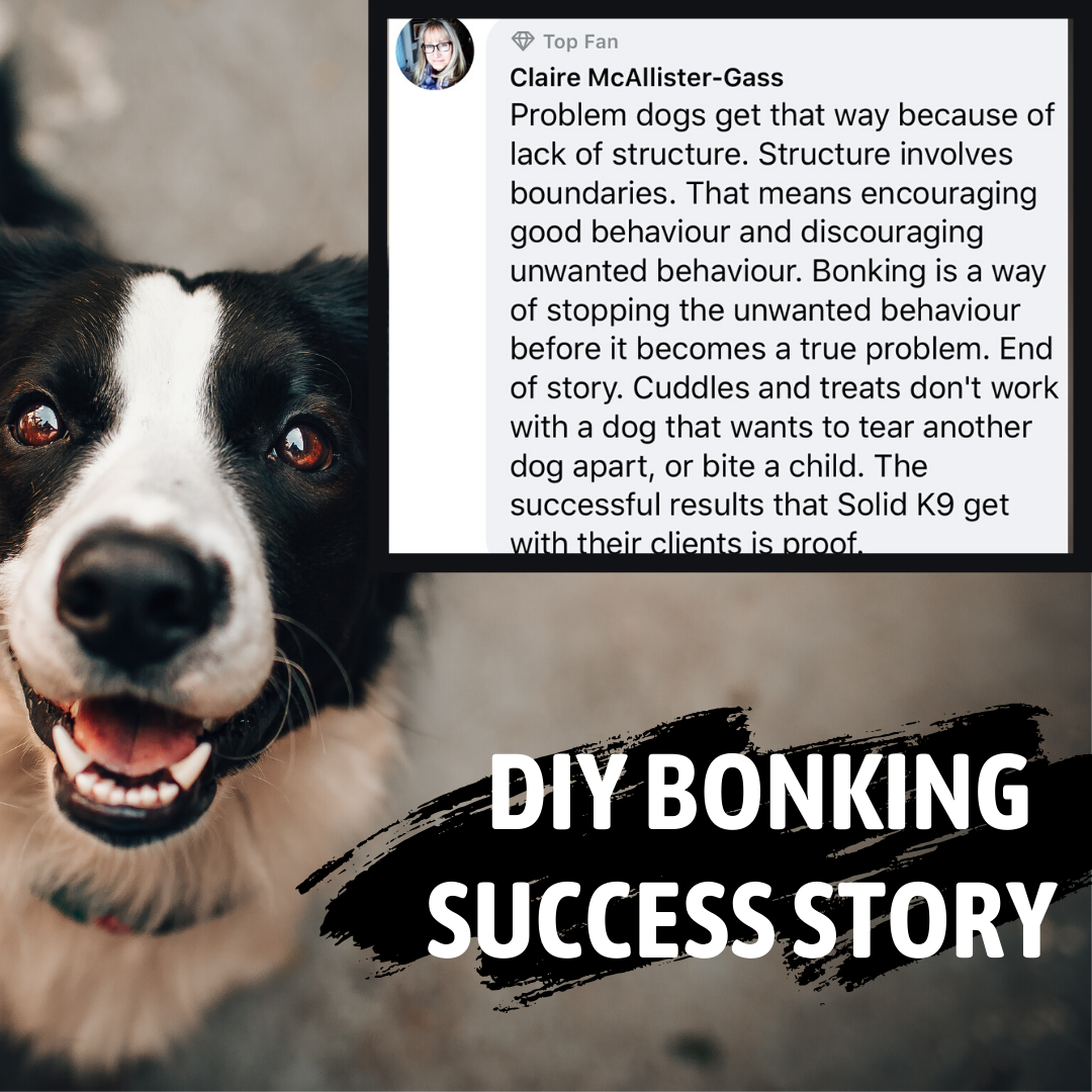 DIY Bonking Success Stories | Solid K9 Training