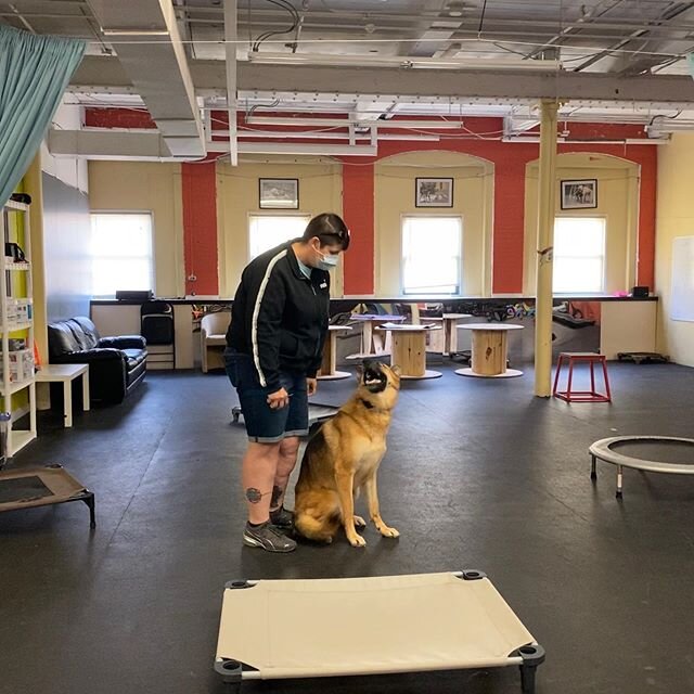 HOME - INSTAGRAM | Solid K9 Training