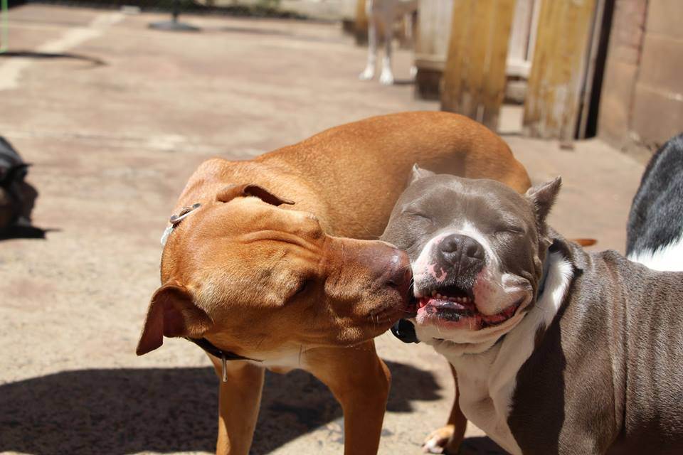 Rhode Island Dog Training | Solid K9 Training