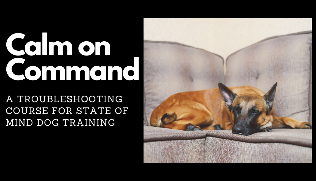 HAVE A FULLY TRAINED DOG THAT'S STILL OUT OF CONTROL? | Solid K9 Training