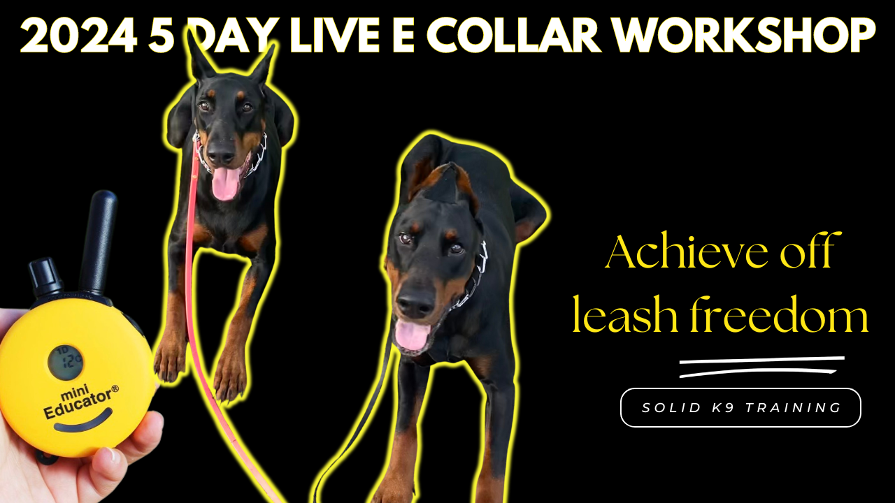 Master your e-collar skills and achieve off leash freedom with confidence, | Solid K9 Training