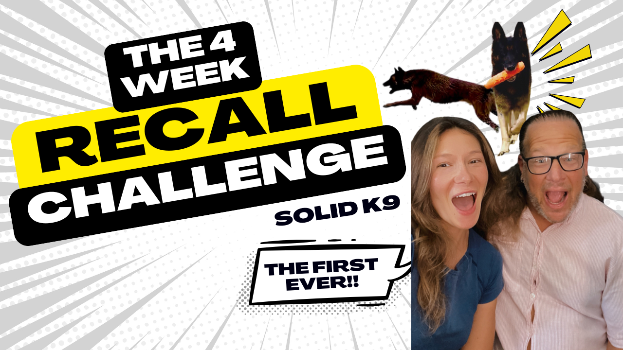 Recall Challenge | Solid K9 Training